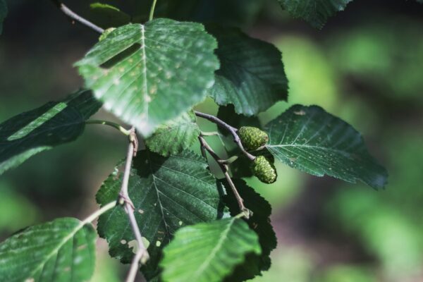 Planting a Common Alder Tree in Your UK Garden: A Step-by-Step Guide ...