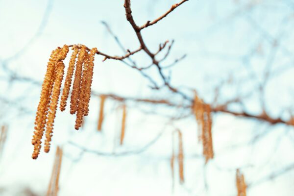 Planting a Common Alder Tree in Your UK Garden: A Step-by-Step Guide ...