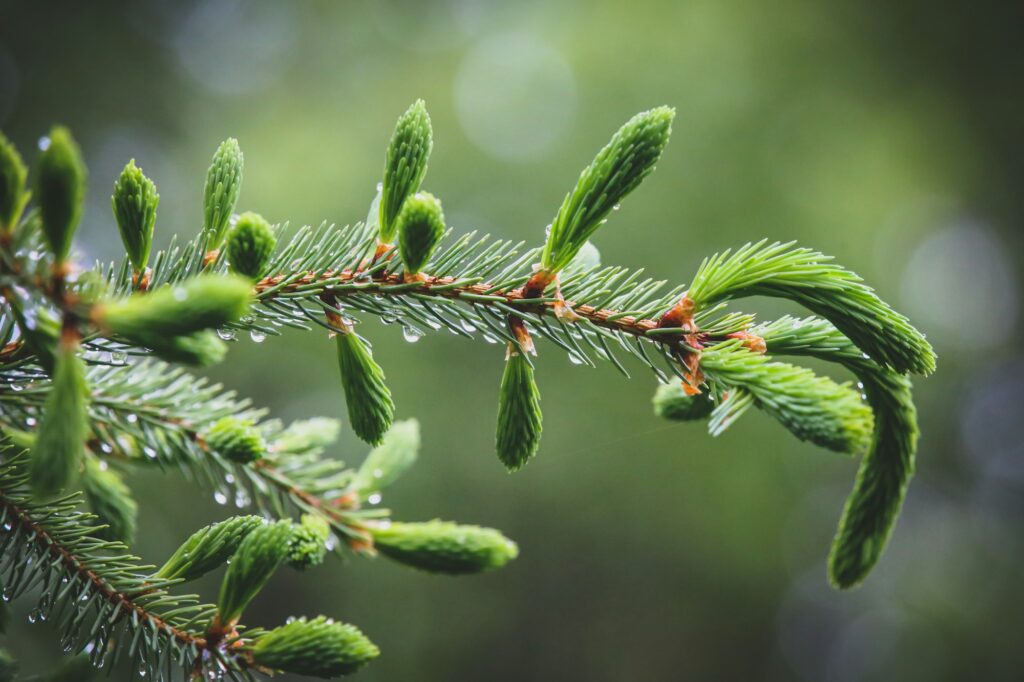 How to Plant a Pine Woodland in the UK: A Comprehensive Guide - Trees ...